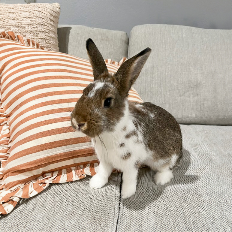 Saving Rabbits One Hop At A Time