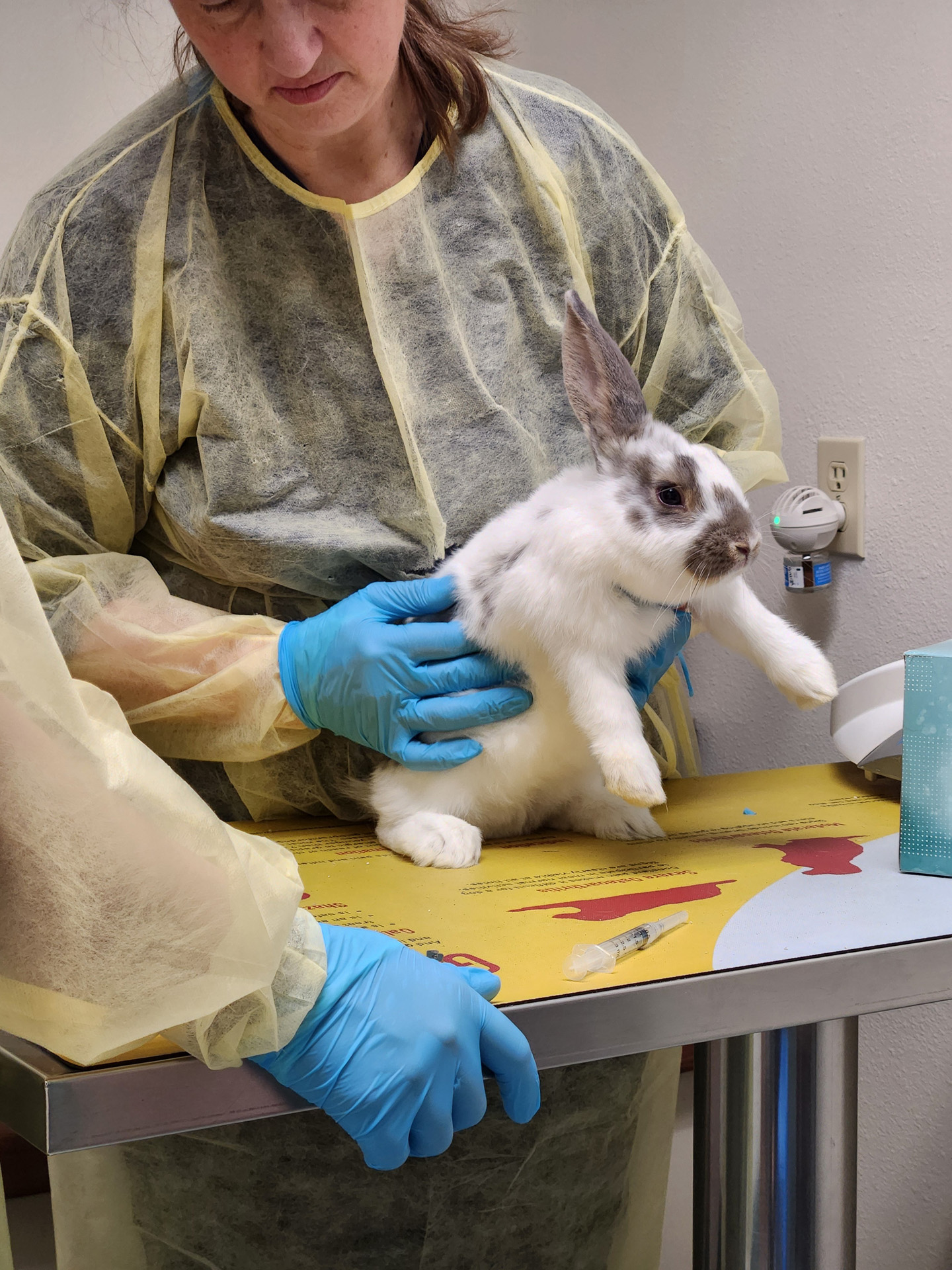 Saving Rabbits One Hop At A Time