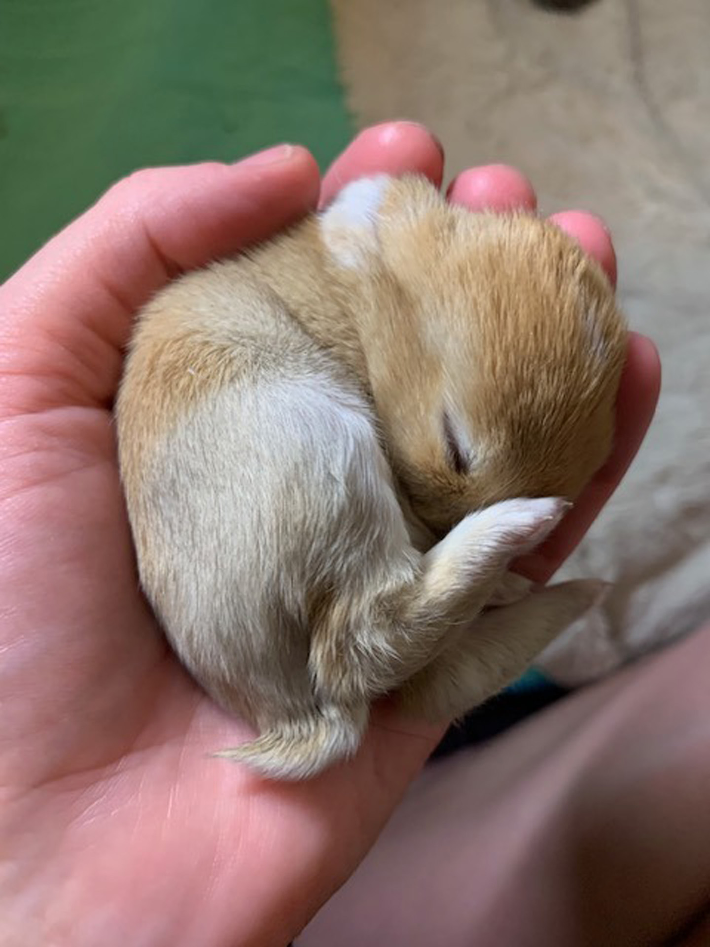 Saving Rabbits One Hop At A Time